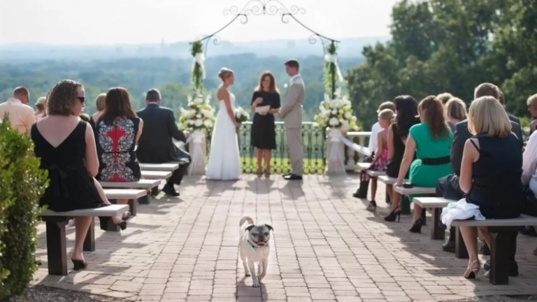 13 photos de chiens qui se sont mis sur leur 31 pour le mariage de ...