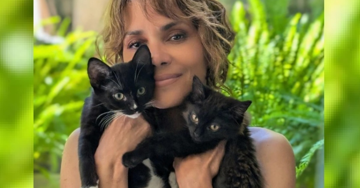 L'actrice Halle Berry plus Catwoman que jamais adopte 2 chatons errants ...