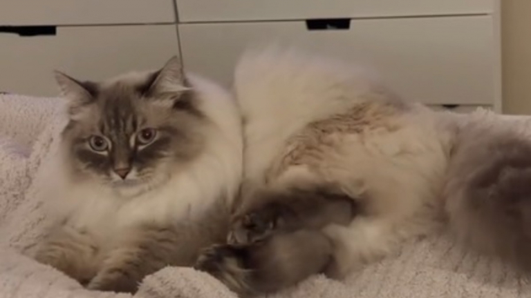 Le célèbre chat Sibérien, Nimbus, refait parler de lui dans une vidéo ...