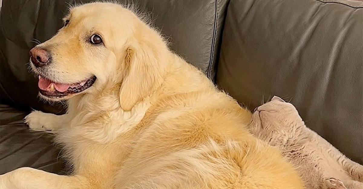 Un Golden Retriever surmonte son anxiété de séparation grâce à un ...