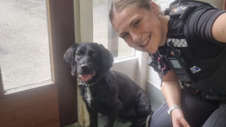 Un chien errant s'aventurant sur une route très fréquentée est sauvé in ...