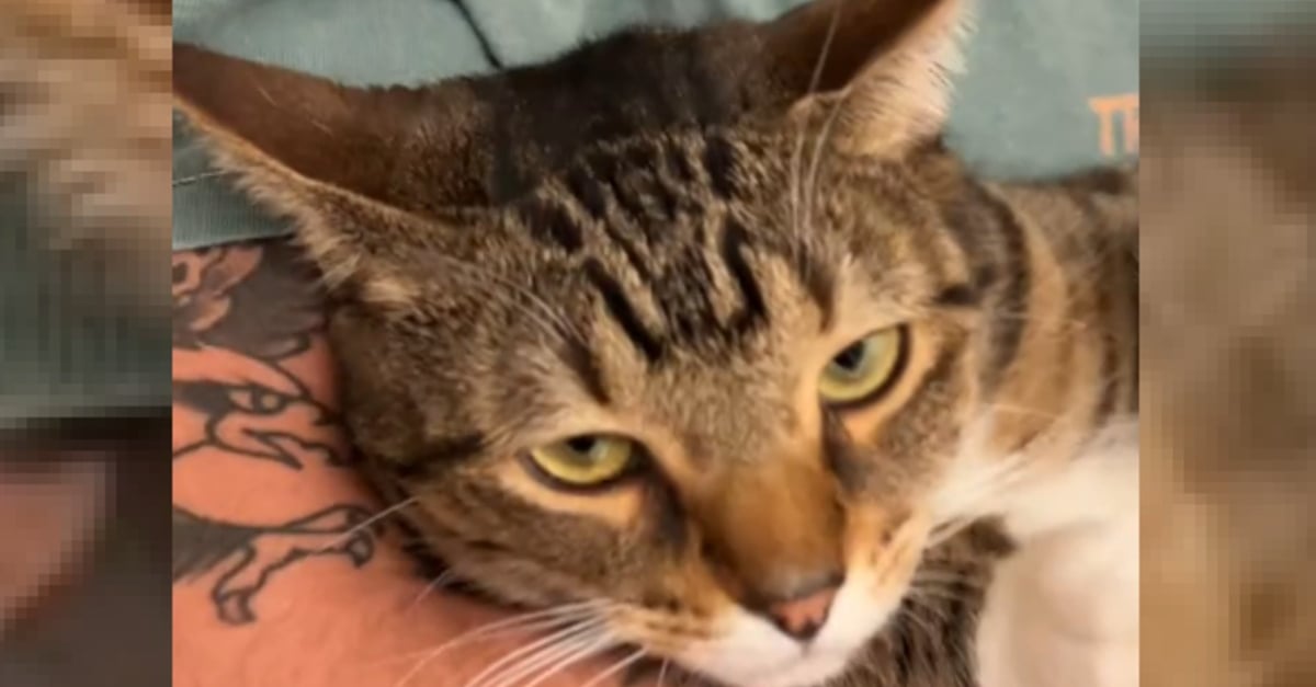 Elle adopte une chatte qui lui vole son petit ami sans la moindre ...