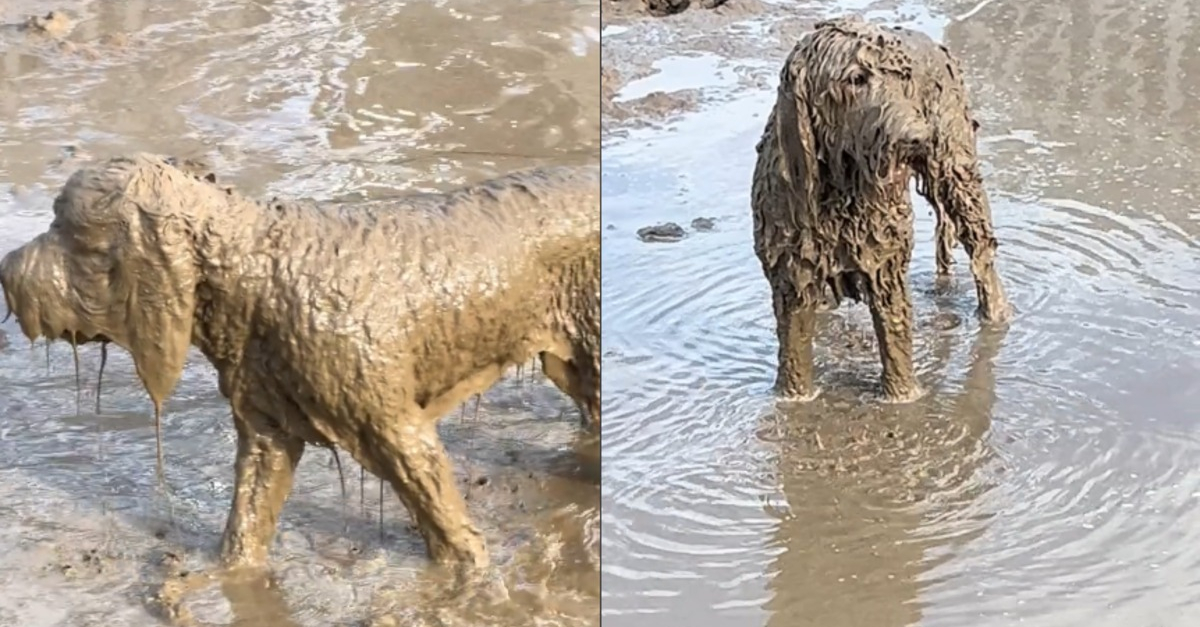 Une chienne entre dans une telle extase en s'offrant un bain de boue ...