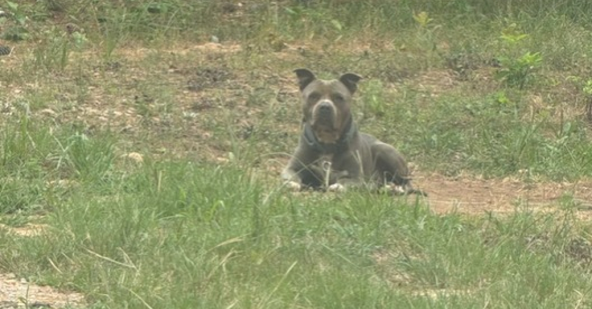 Attaché dehors et seul pendant 3 ans, ce chien découvre désormais l ...