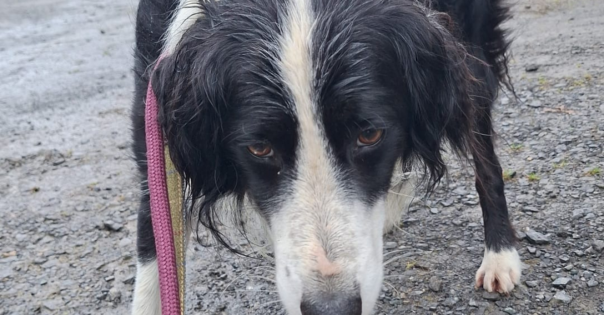 Perdu à cause d'un orage, un Border Collie retrouve sa famille après ...