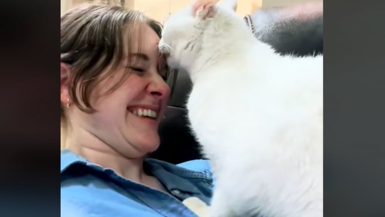 Une chatte de refuge âgée de 20 ans et sourde remercie son adoptante de ...