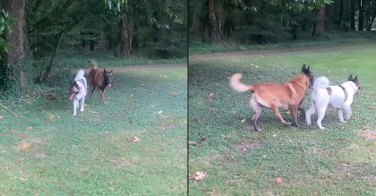 Loubo le chien d'Alain Delon continue d'apporter de la joie à la ...