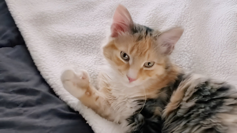 Convaincue d’avoir adopté une adorable petite chatte, une jeune femme ...