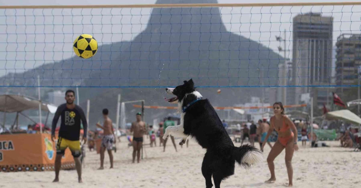 Un Border Collie développe une grande complicité avec son propriétaire ...