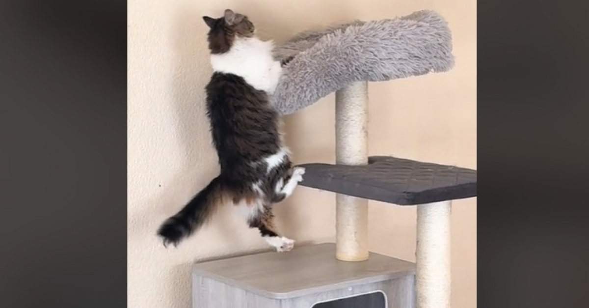 L’adorable vidéo d’un chat aveugle se précipitant à sa façon pour ...