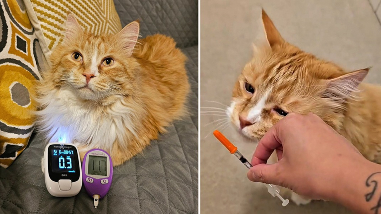 Ce chat diabétique adore sa routine de soins quotidiens et attend avec ...