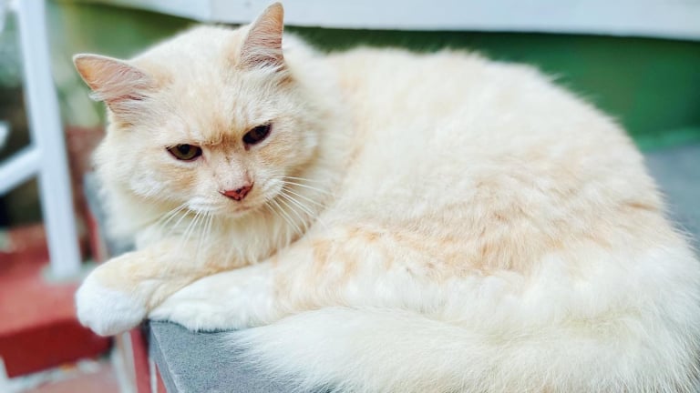Le chat emblématique et adoré de tout le personnel d’un restaurant ...