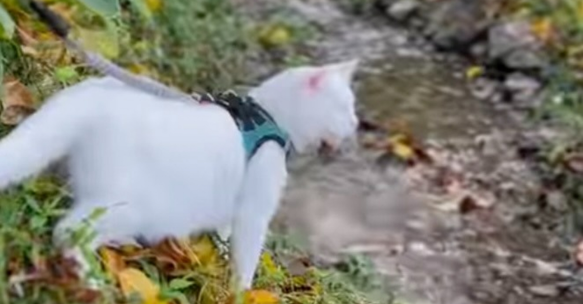 Un chat aveugle découvre pour la première fois les joies de l’automne ...