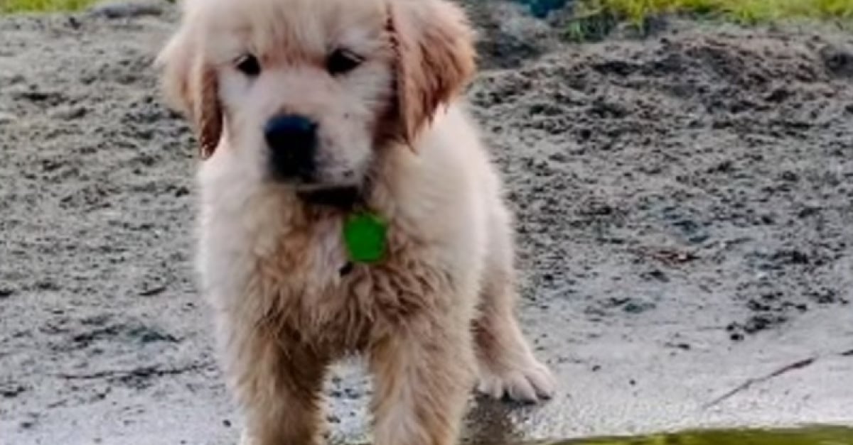 Ce chiot Golden Retriever prend son courage à 4 pattes pour s'offrir sa ...
