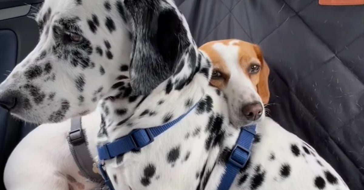 Un Beagle anxieux lors d’un voyage en voiture trouve du réconfort grâce ...