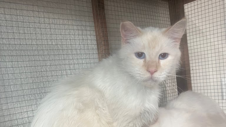 Un vétérinaire se demande comment a pu survivre ce chat errant ...