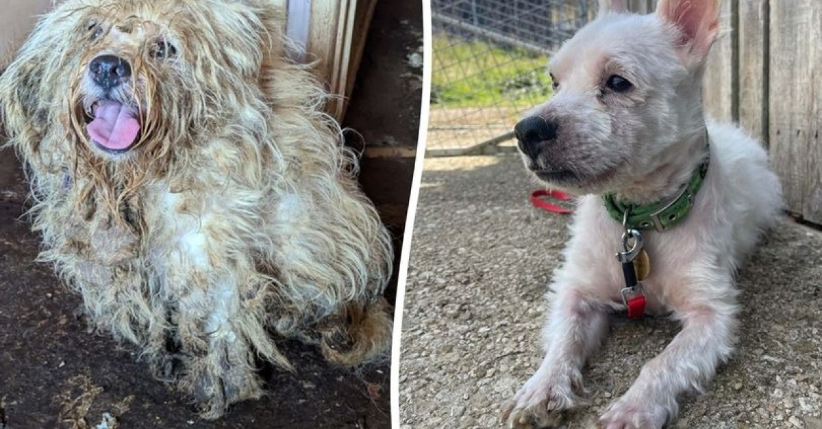 Découvert dans des conditions de vie sordides après le décès de son ...