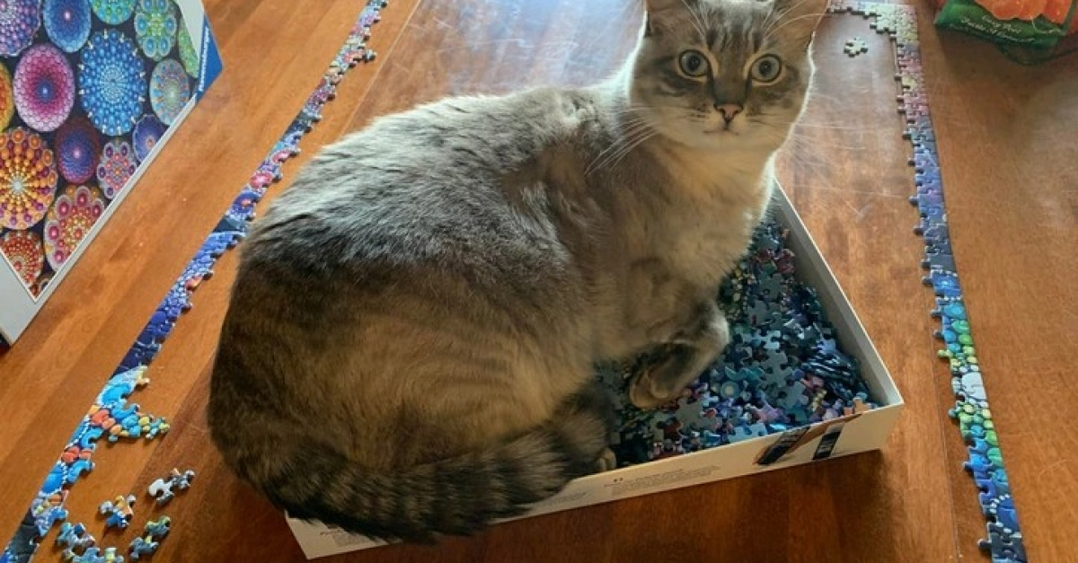 15 photos de chats, qui sont prêts à tout pour montrer qu’ils sont les ...