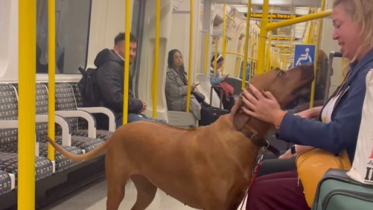Dès qu’il prend le métro, ce Rhodesian Ridgeback se donne pour mission de répandre la joie et le ...