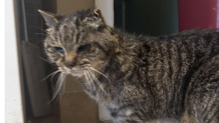 Un chat sénior revient à la maison comme si de rien n'était après un ...