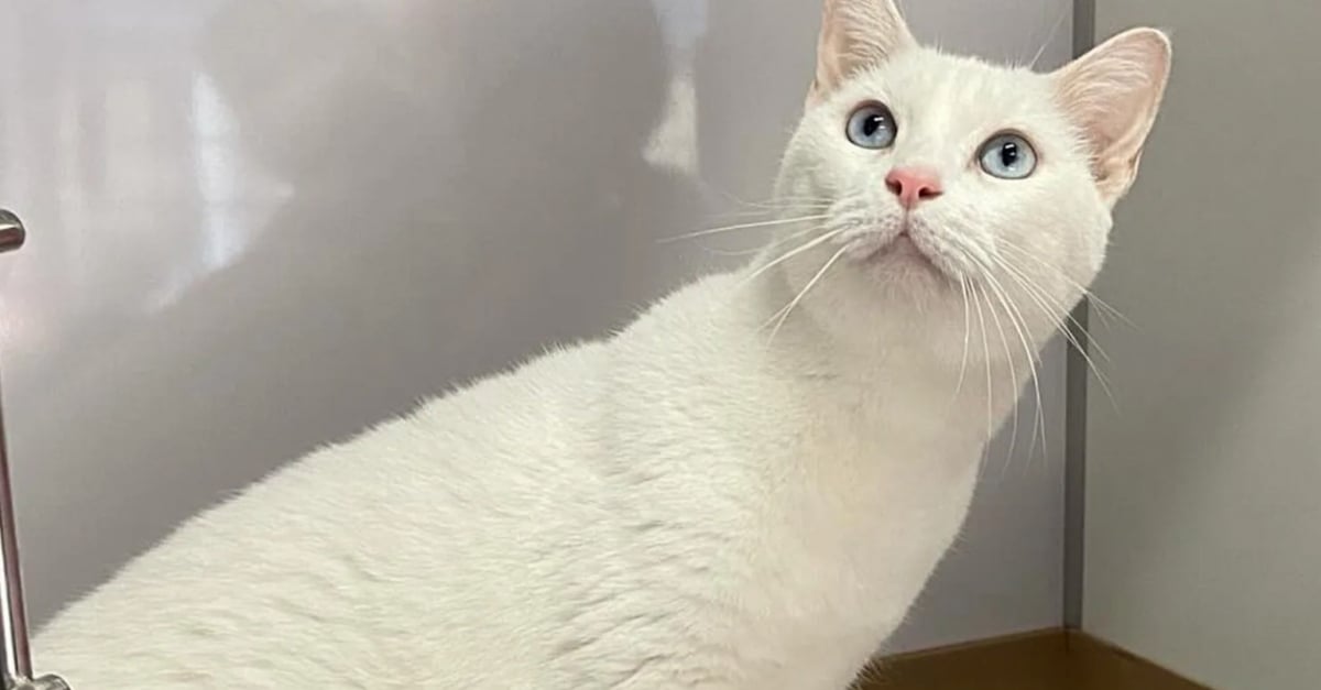 Une chatte sourde qui vivait dans des conditions sordides découvre avec ...