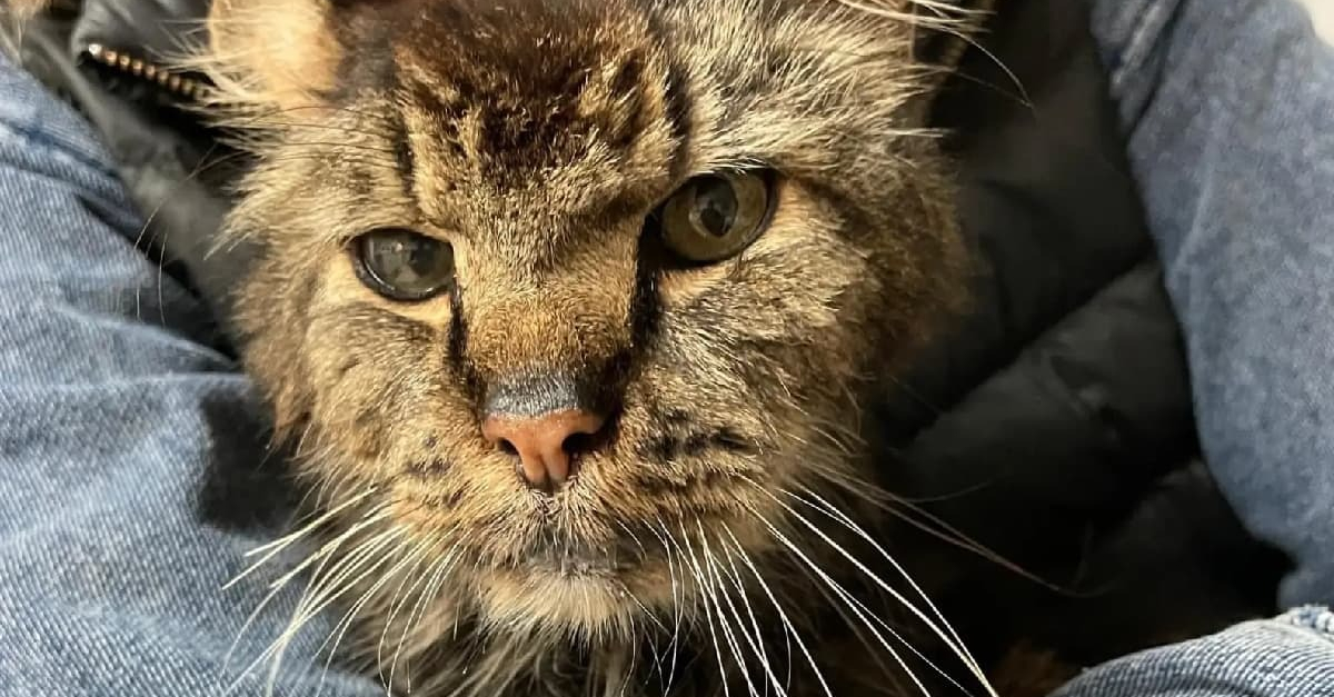 Un chat sénior au corps malmené par 14 années d'errance connaît le ...