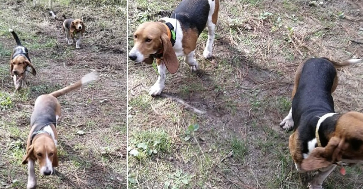 Après le vol de ses 5 chiens, une famille compte sur la solidarité ...