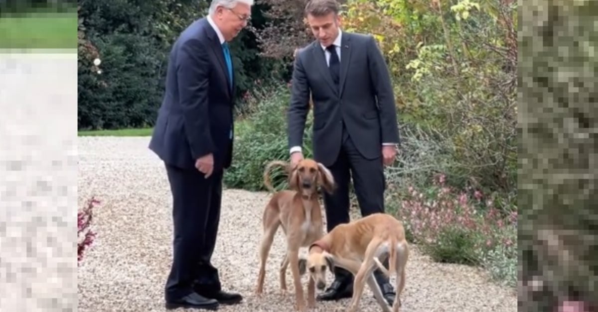 Emmanuel Macron présente officiellement ses chiens Jeanne et Jules ...