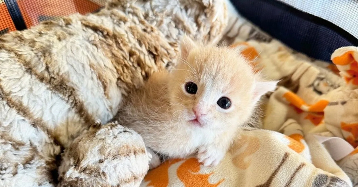 Une femme rencontre un chaton de 3 semaines avec une anomalie aux ...