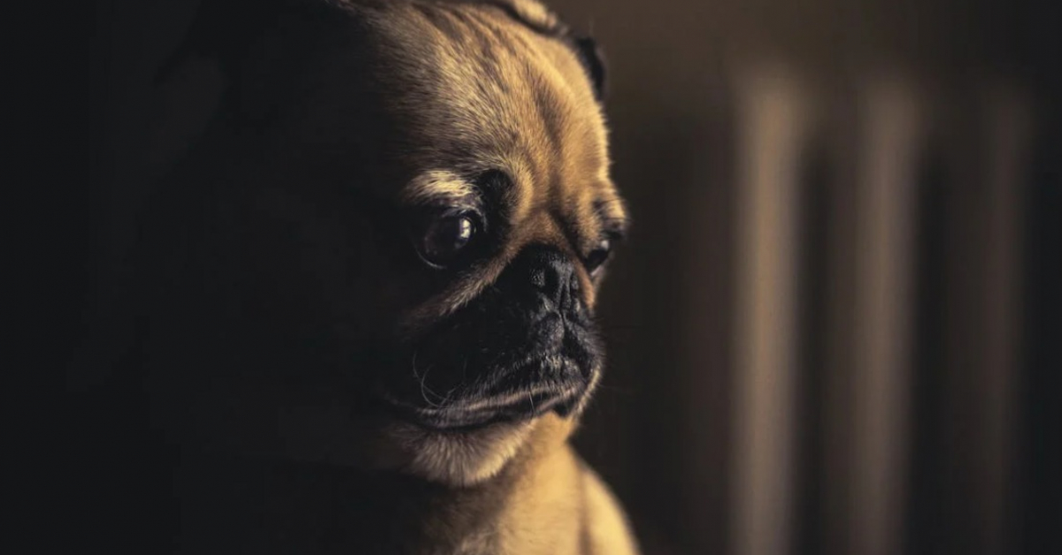 11 des plus grandes peurs des chiens