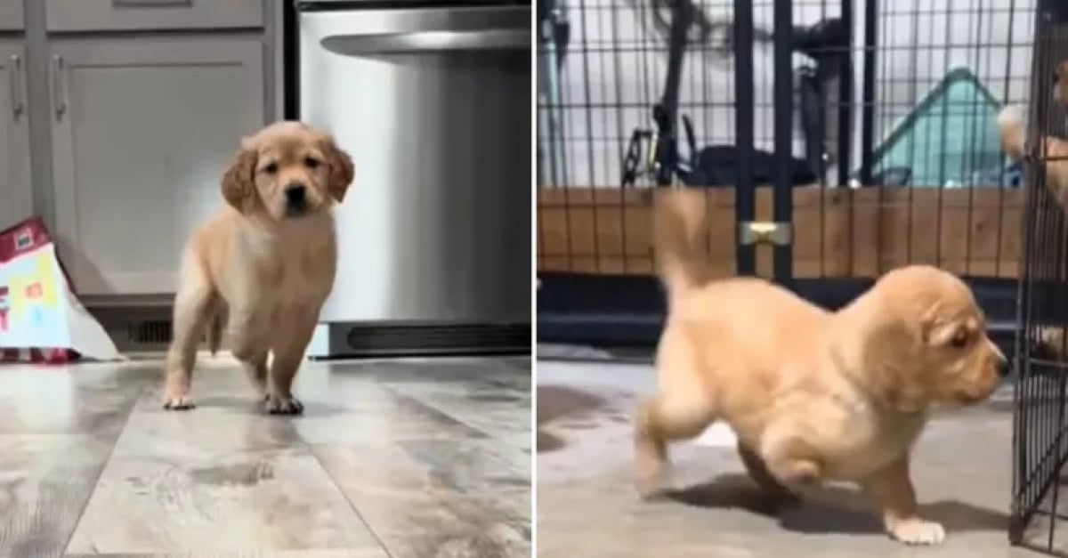 Cet adorable chiot Golden Retriever refuse de se laisser ralentir par ...