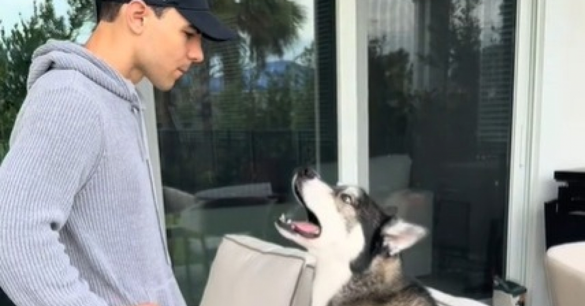Ce Husky se dispute avec son propriétaire, car il veut rester dehors ...