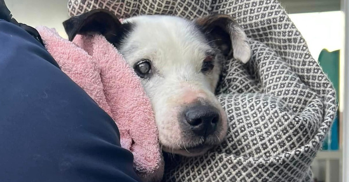 Peine de prison pour la propriétaire d'un chien laissé sans soins ...