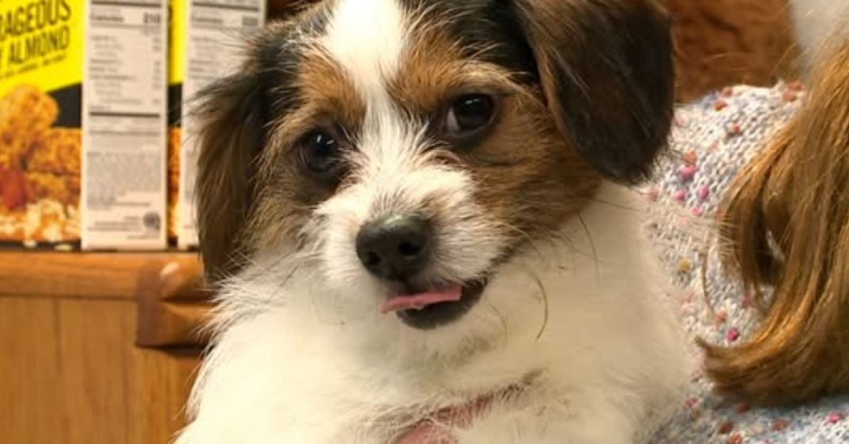 Une caméra de surveillance filme une femme en train d'abandonner son chien enfermé dans un sac ...