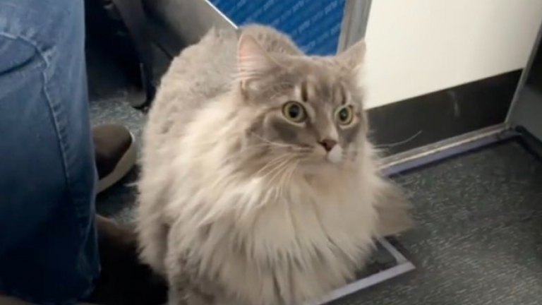Un chat s'échappe de sa cage de transport pendant un vol et en profite ...