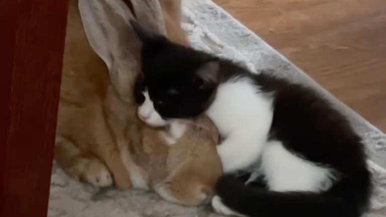 Une lapine sauvée de conditions de vie horribles devient la « mère d ...