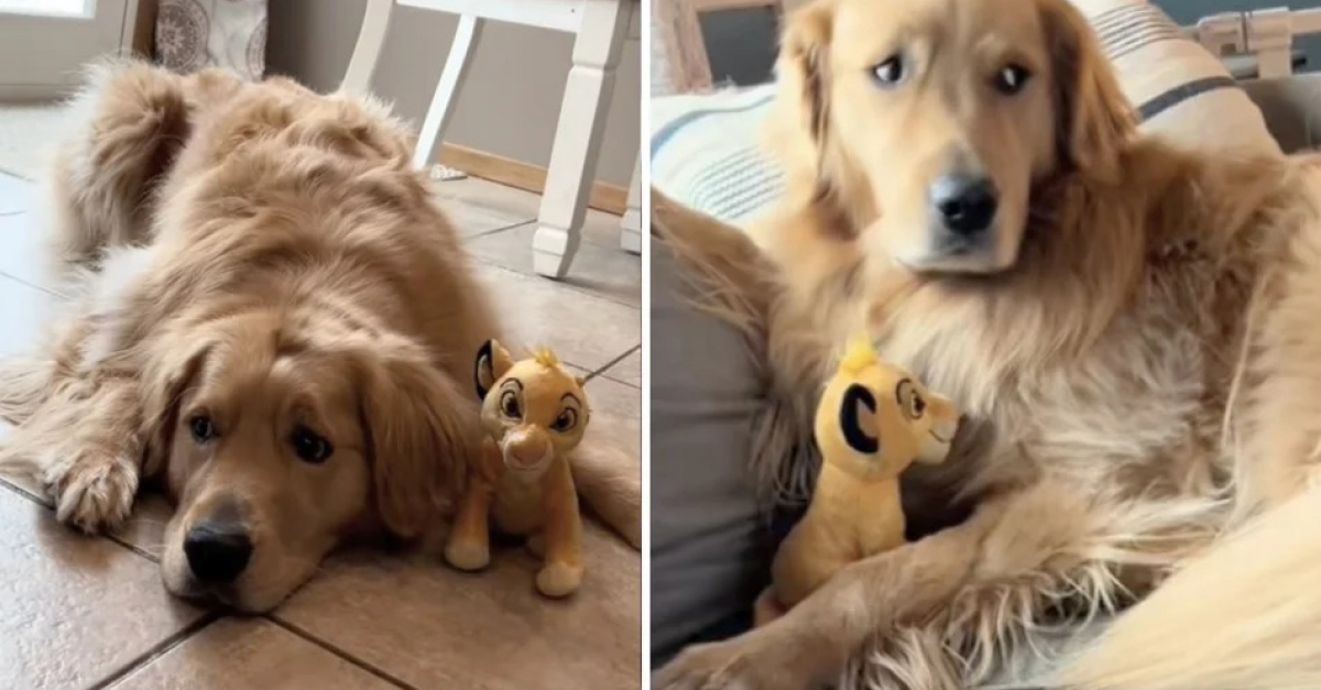 Ce Golden Retriever qui adore les peluches ne joue qu’avec celles qui ...