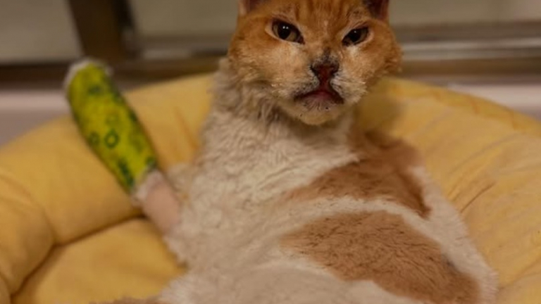 Le combat inspirant d’un chat brûlé de la tête aux pattes, mais motivé ...