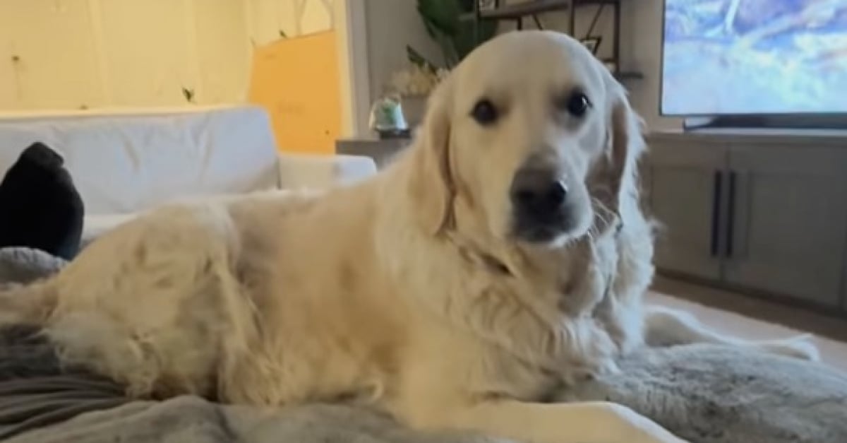 Doué d’une intelligence émotionnelle hors normes, ce Golden Retriever ...