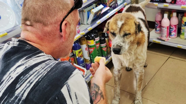 Un chien errant terrifié par un feu d'artifice se réfugie dans un ...