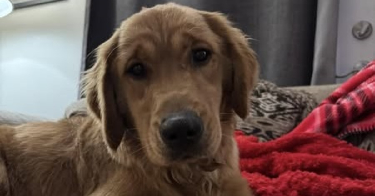Une jeune Golden Retriever disparaît dans la nature et mobilise des ...