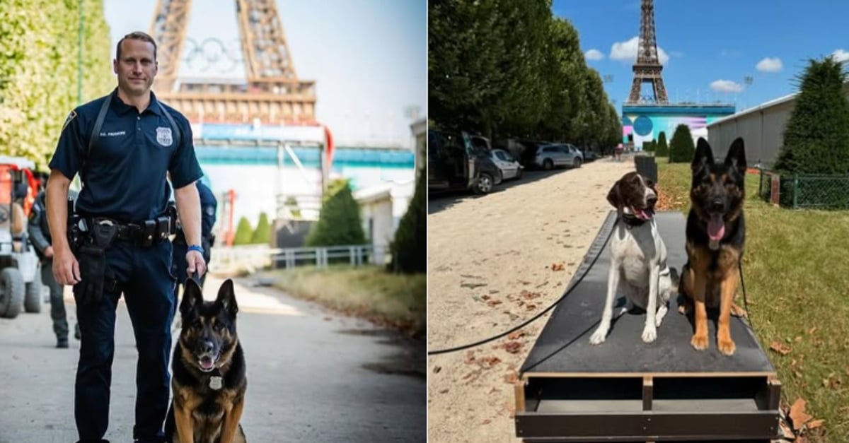 Hommages posthumes émouvants pour Gunner, un chien policier ayant ...