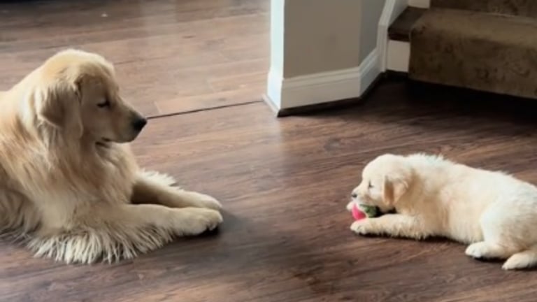 Ce Golden Retriever est si heureux d'avoir une petite soeur qu'il lui ...