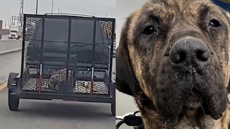 Un chien exposé au froid glacial et au danger sur une remorque tractée ...
