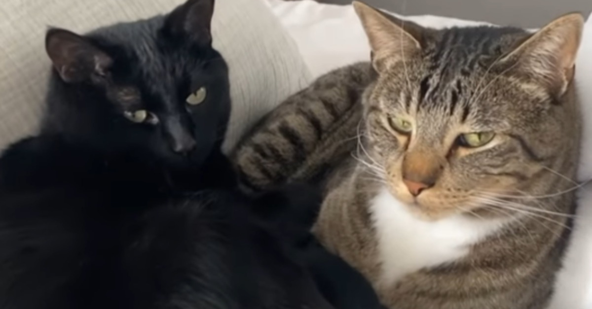 Ce chat a une cachette secrète lui permettant d'échapper à sa soeur un ...
