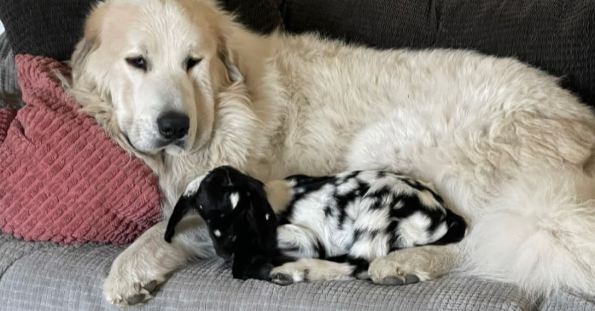 Une Chienne Patou Devient La Protectrice Et La Mère Dune Jeune Chèvre