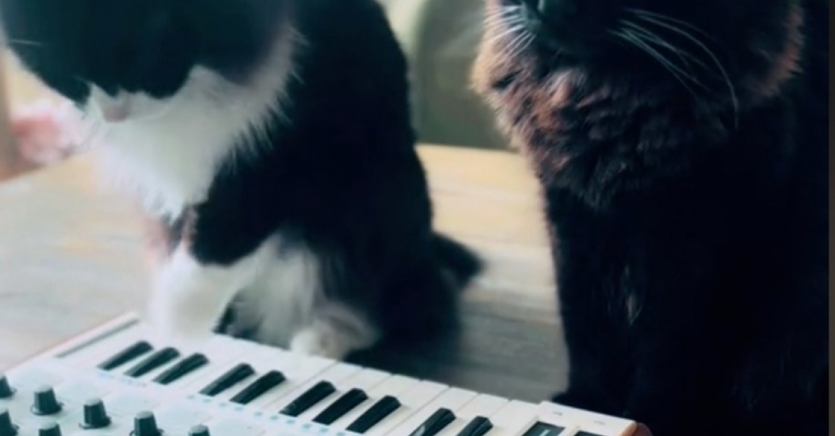 Toujours près d’un clavier, ces 2 chats ont gagné une belle notoriété ...