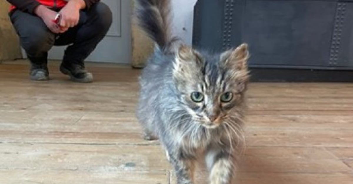 Des ouvriers se lient d’amitié avec un chat sur un chantier et ne ...