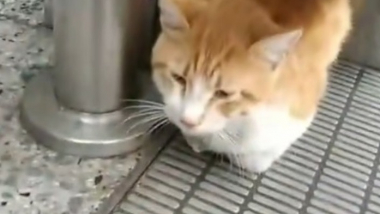 Un chat terrifié par son abandon à l'aéroport se cache sous un ...