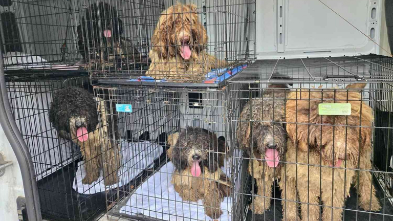 Victimes d’un élevage intensif, 9 chiens maltraités ont été sauvés de l ...
